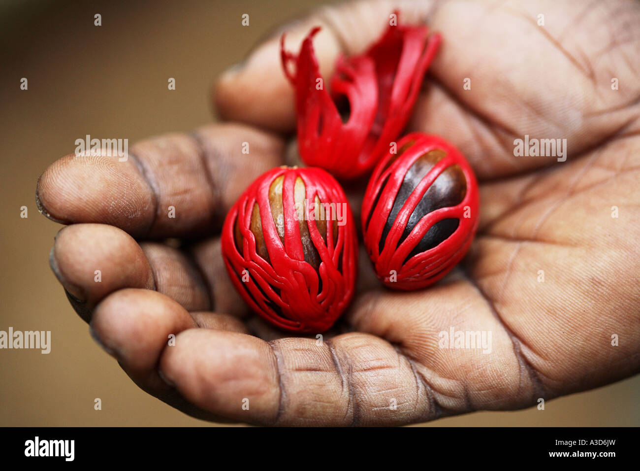 Holding nutmeg hi-res stock photography and images - Alamy