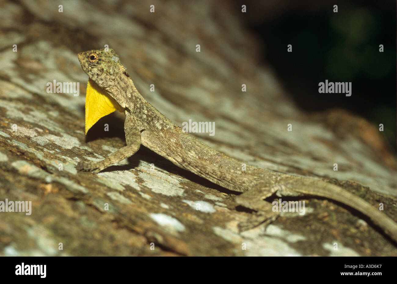 Flying lizard hi-res stock photography and images - Alamy