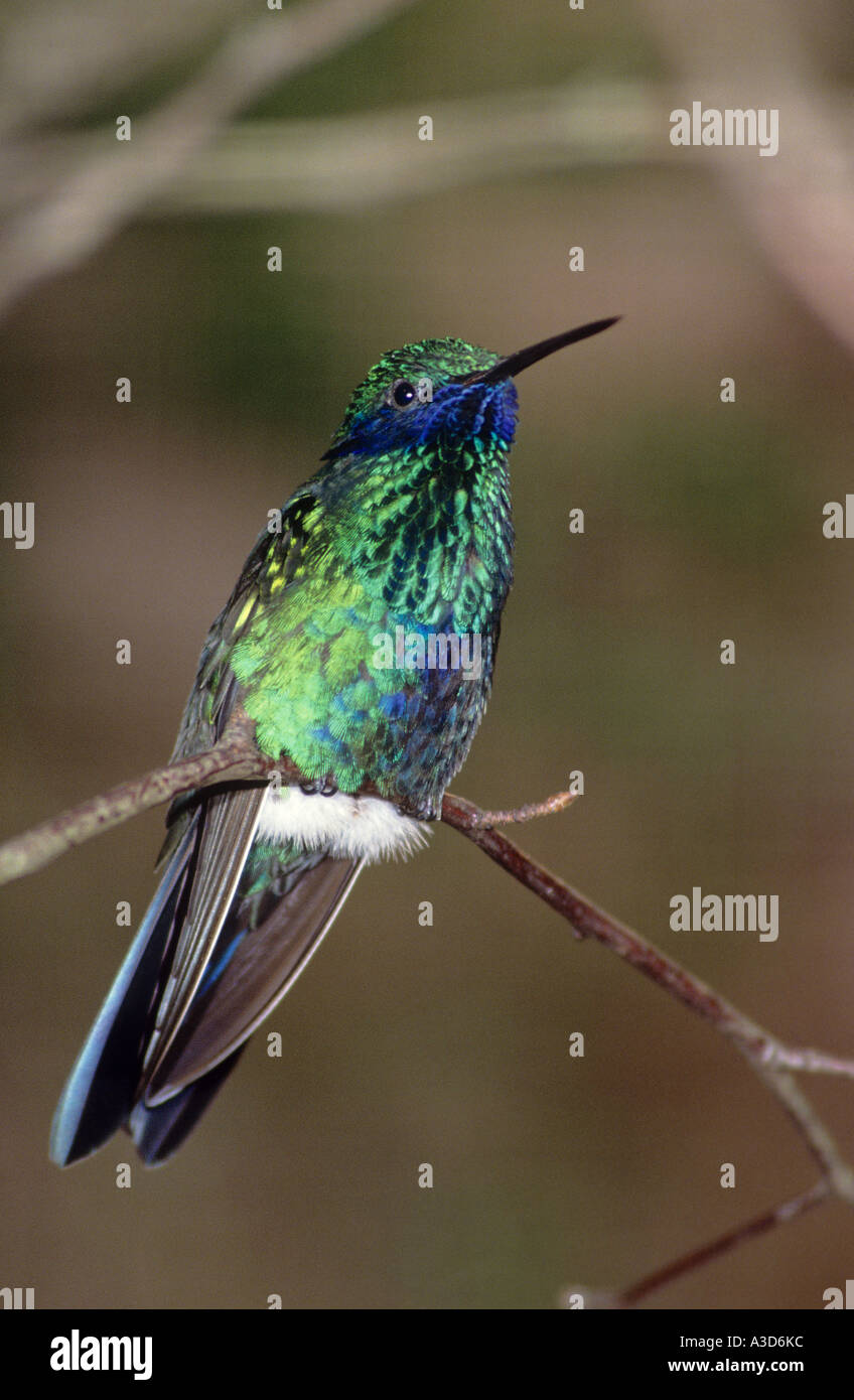 Eriocnemis godini hi-res stock photography and images - Alamy