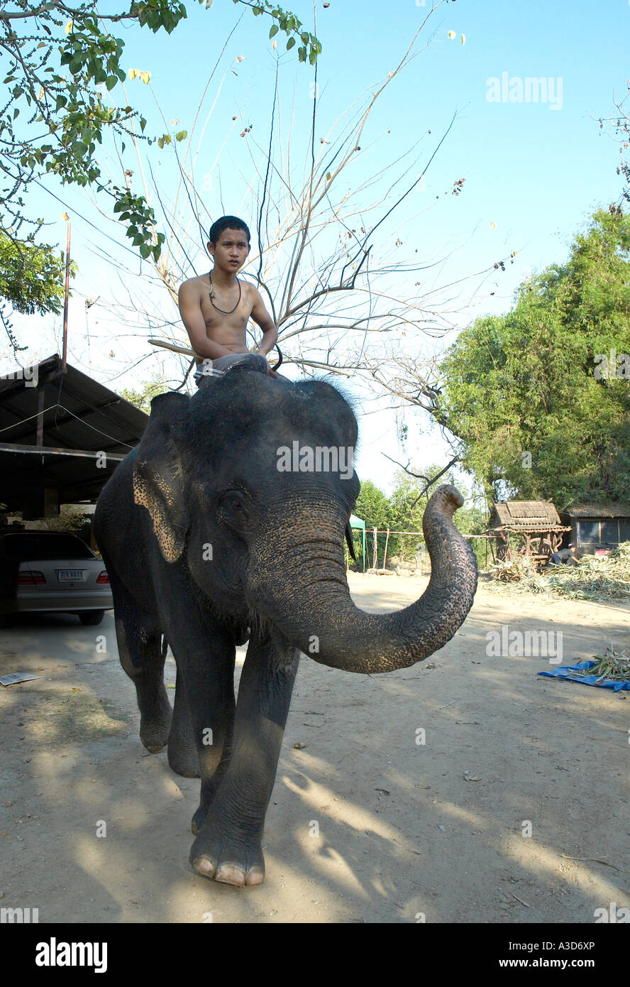 Child mahout on Thai elephant Stock Photo - Alamy