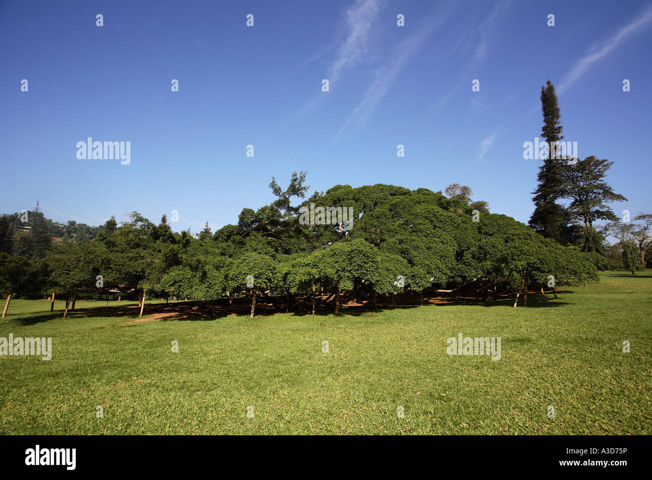 Horizontal landscape of giant Javan fig tree in Peradeniya Botanical ...