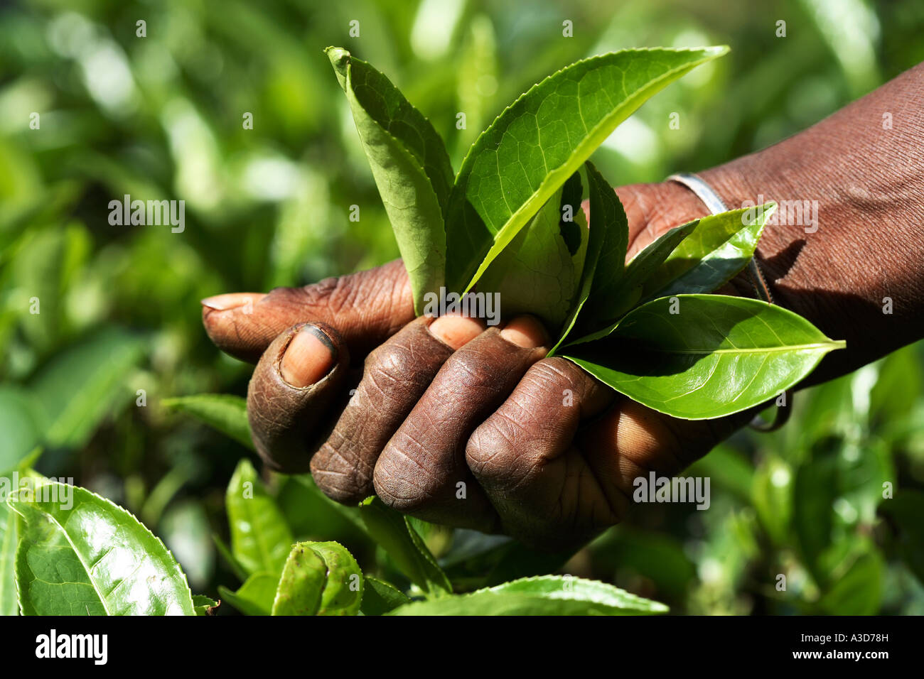 Close up detail image of hand of lady tea picker holding leaves in ...