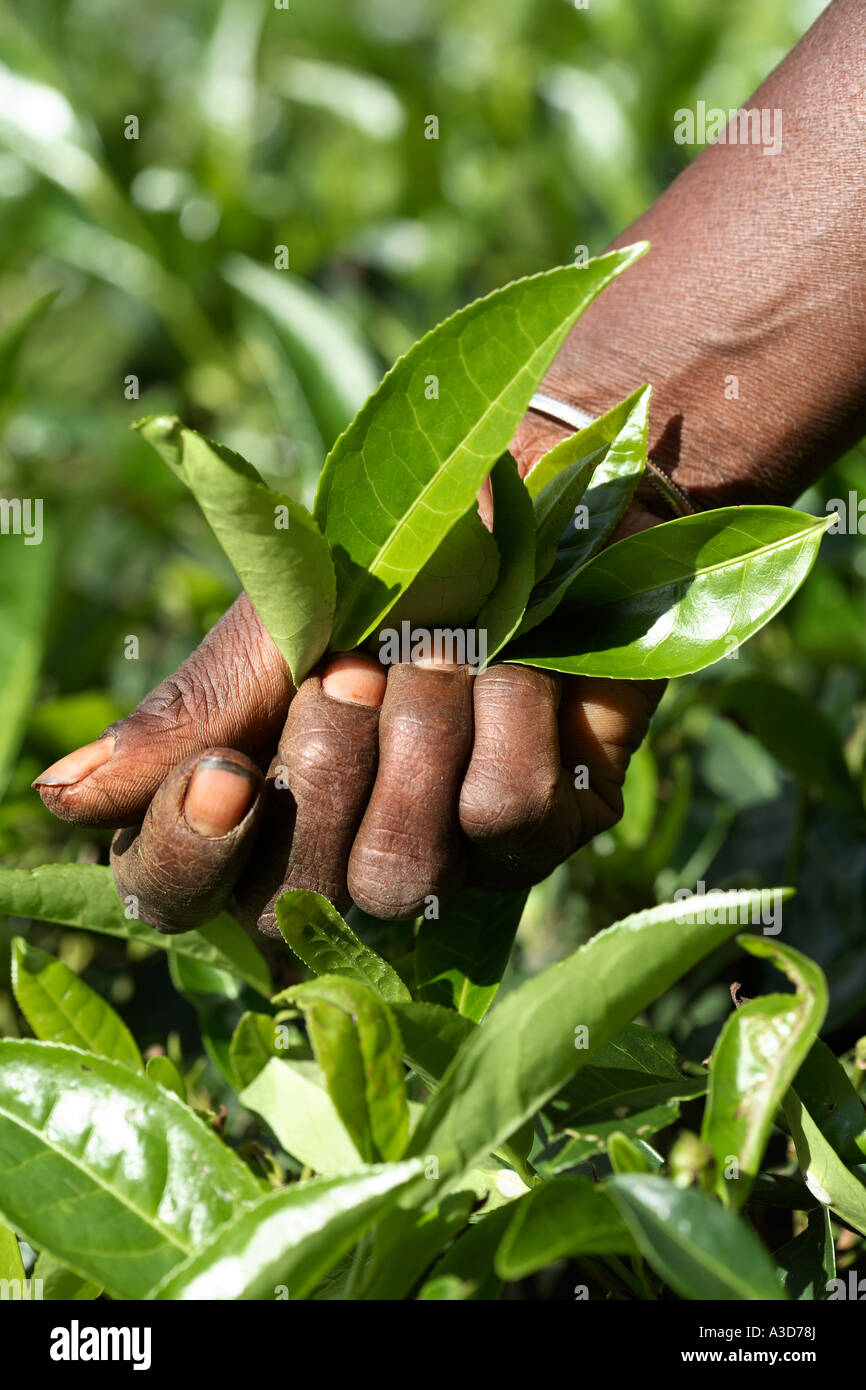 Close up detail image of hand of lady tea picker holding leaves in ...