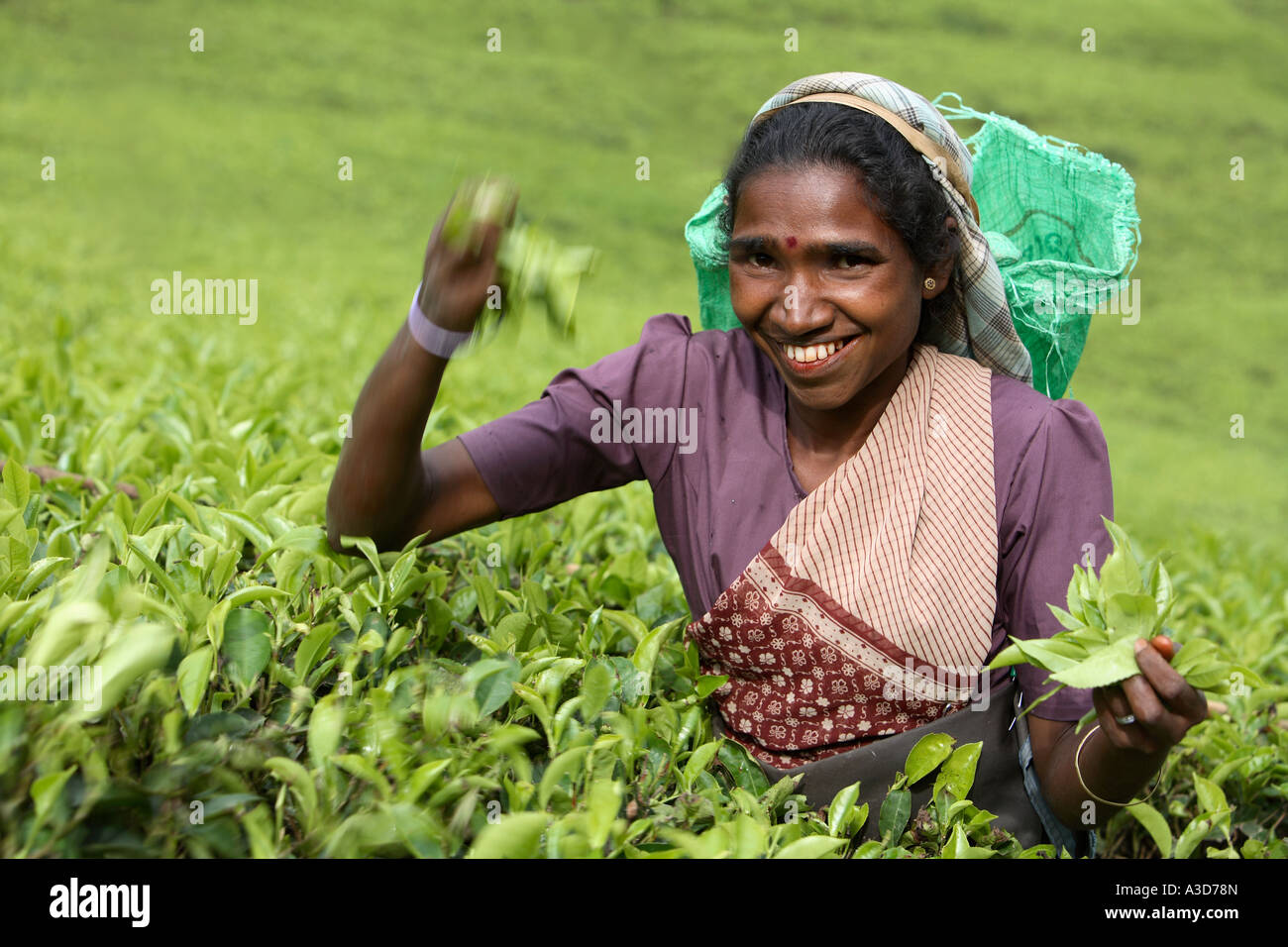 Horizontal environmental portrait of friendly, smiling lady tea picker ...