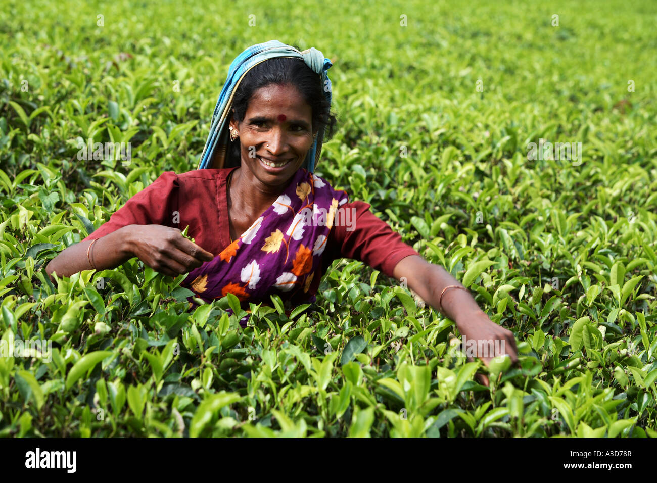 Horizontal environmental portrait of friendly, smiling lady tea picker ...