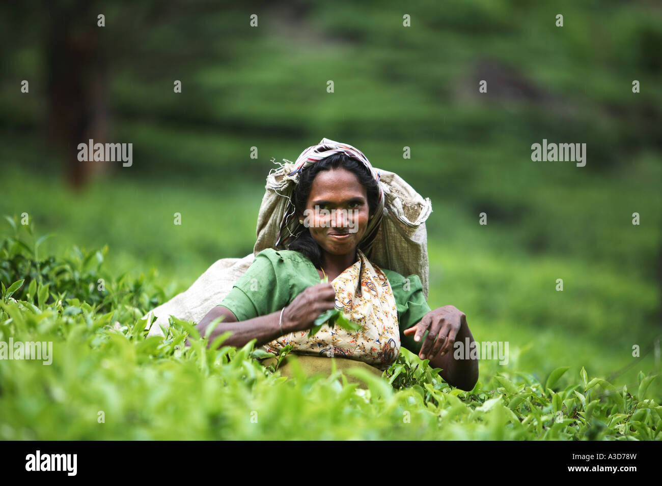 Horizontal environmental portrait of friendly, smiling lady tea picker ...