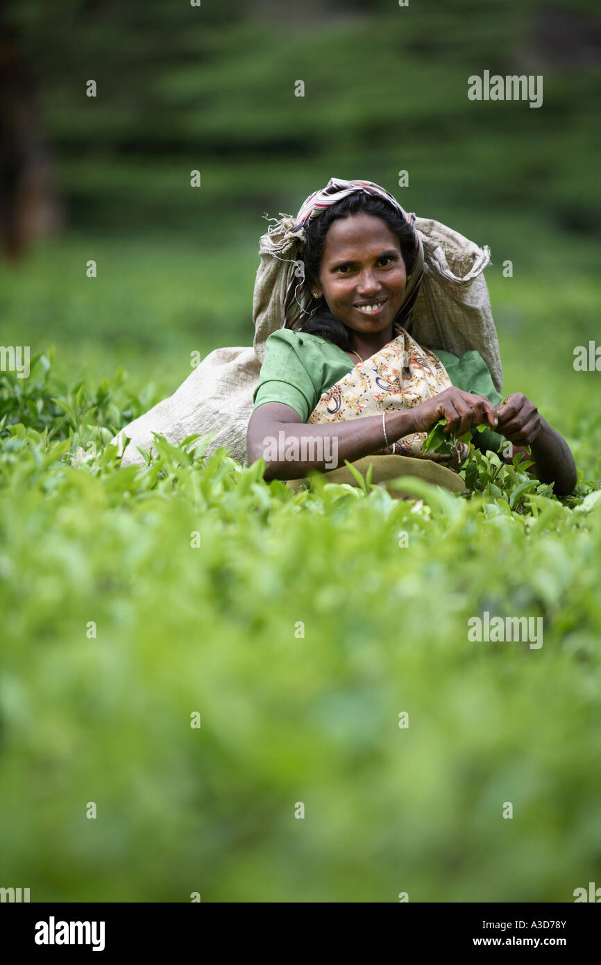 Vertical environmental portrait of friendly, smiling lady tea picker ...