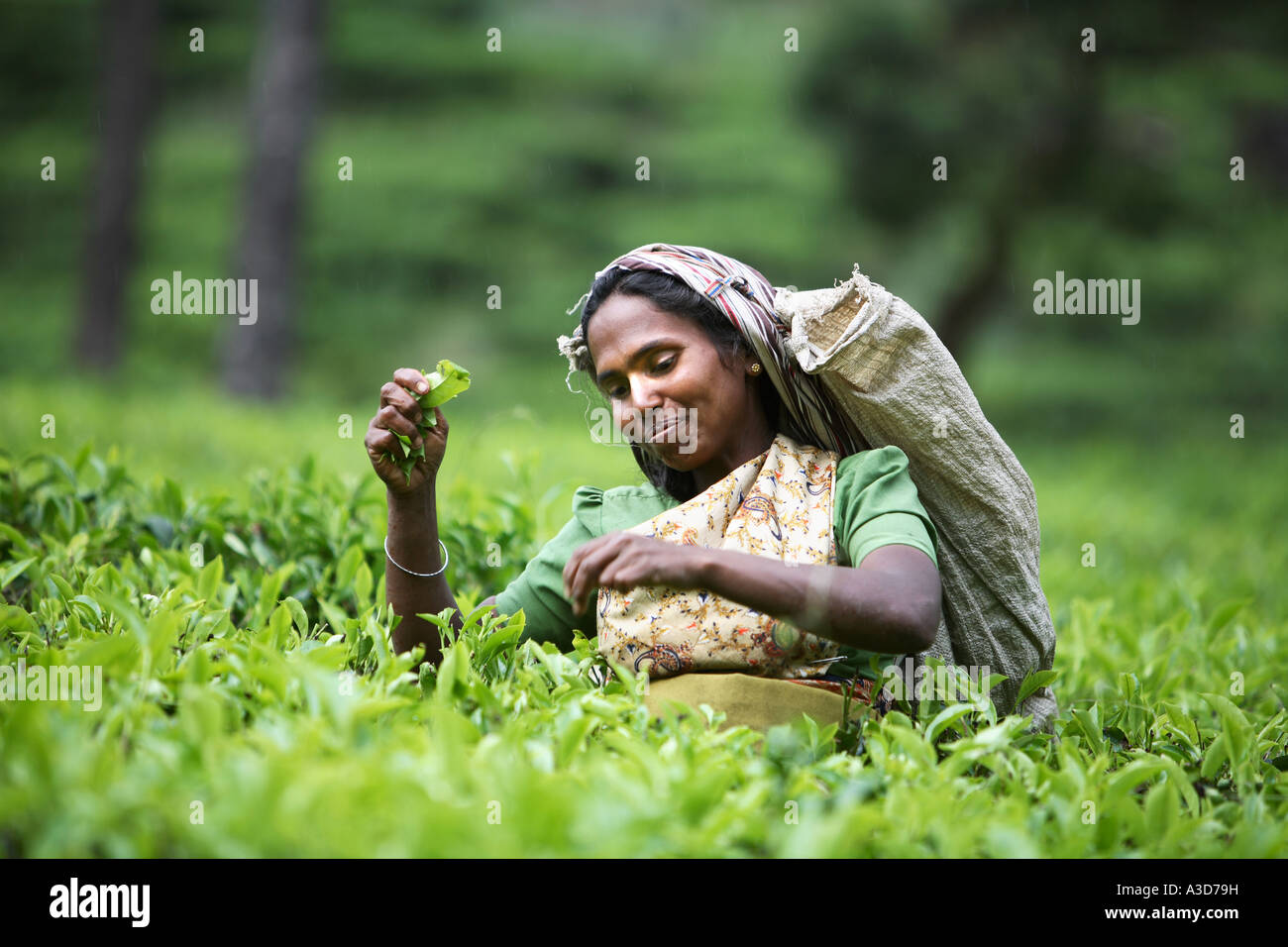 Horizontal environmental portrait of friendly, smiling lady tea picker ...