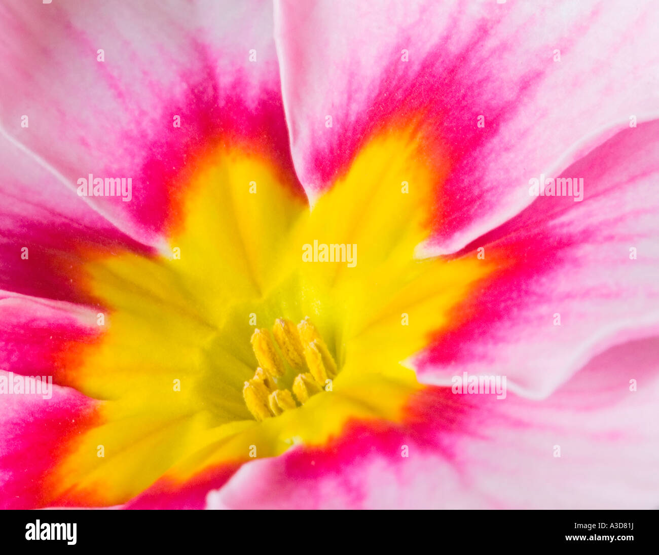 Pink primrose close up Primula veris Stock Photo - Alamy