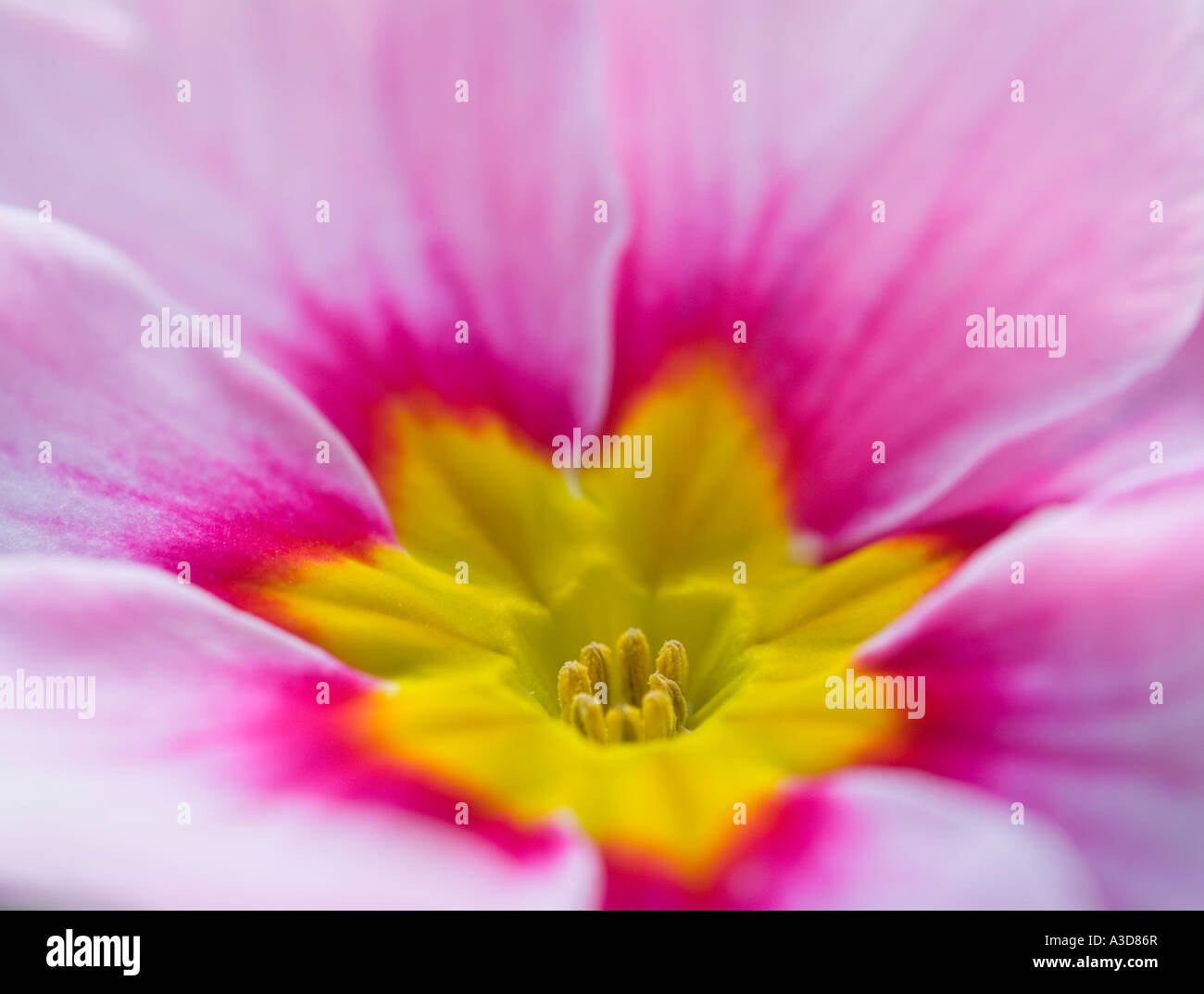 Pink primrose close up Primula veris Stock Photo - Alamy