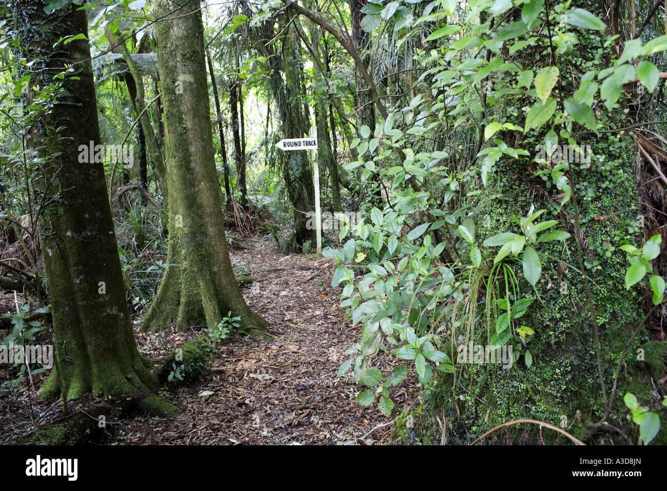 Signpost in New Zealand forest Stock Photo - Alamy