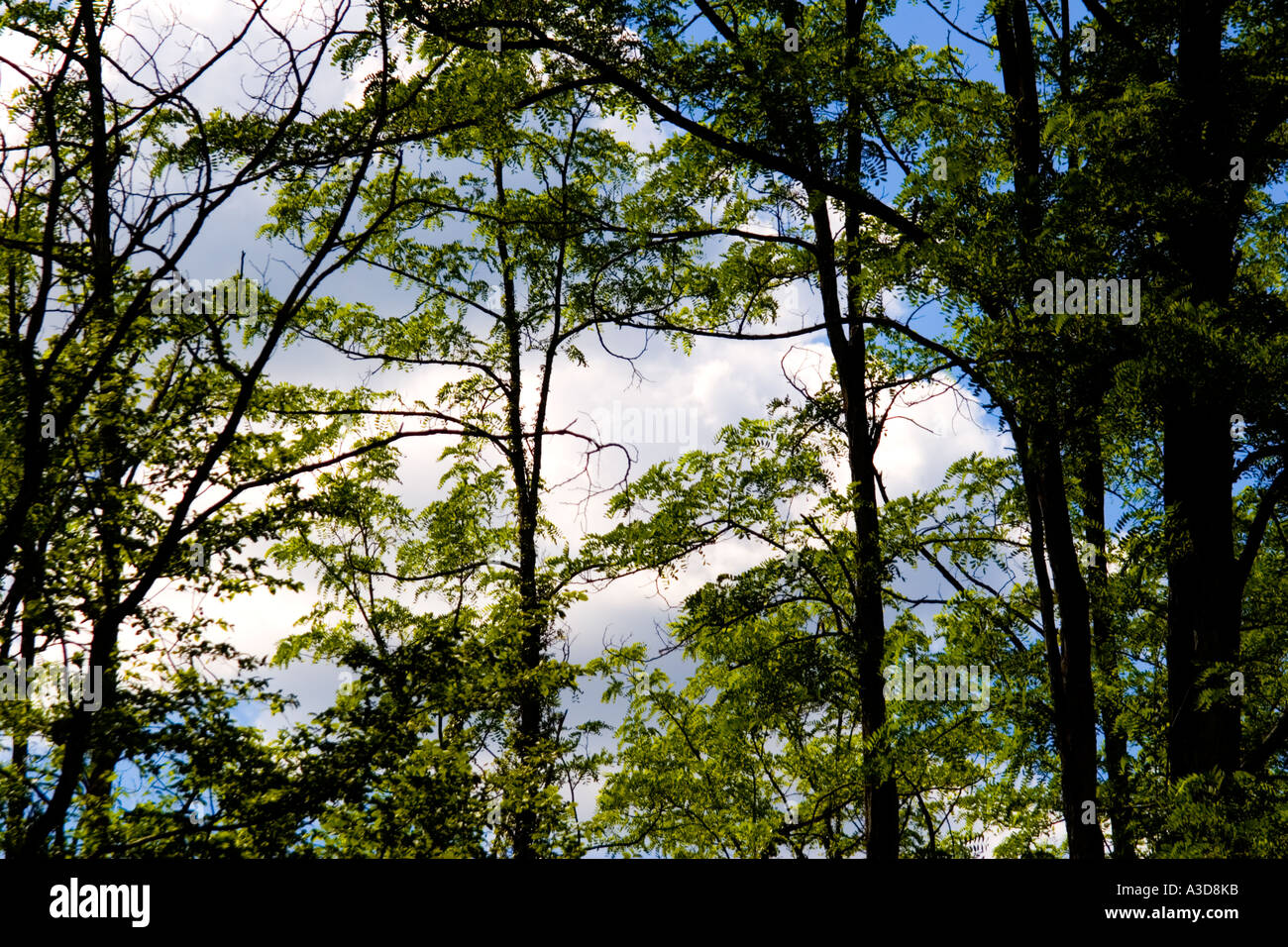 Sky, tree and clouds Stock Photo - Alamy
