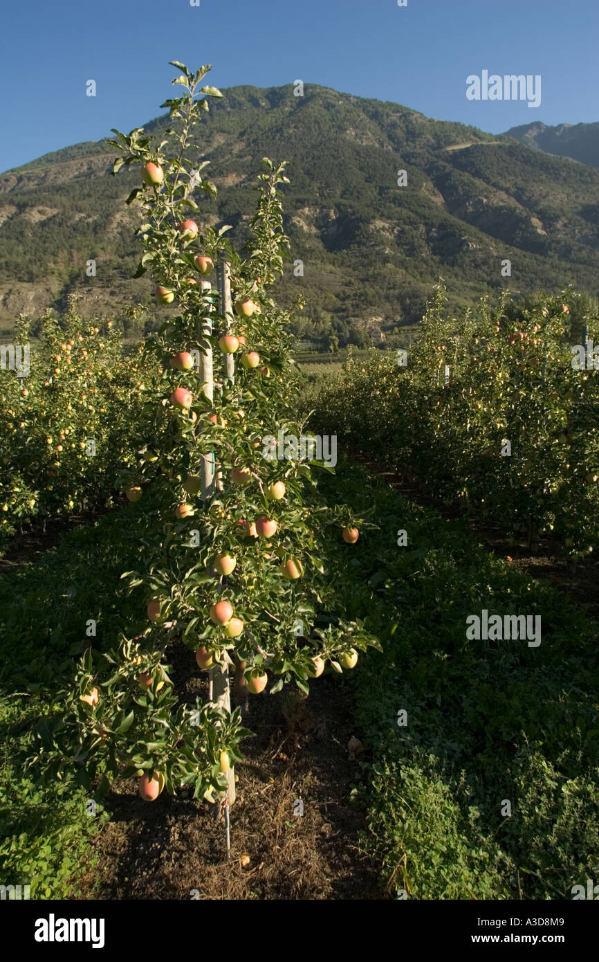 Tree agriculture farming alps hi-res stock photography and images - Alamy