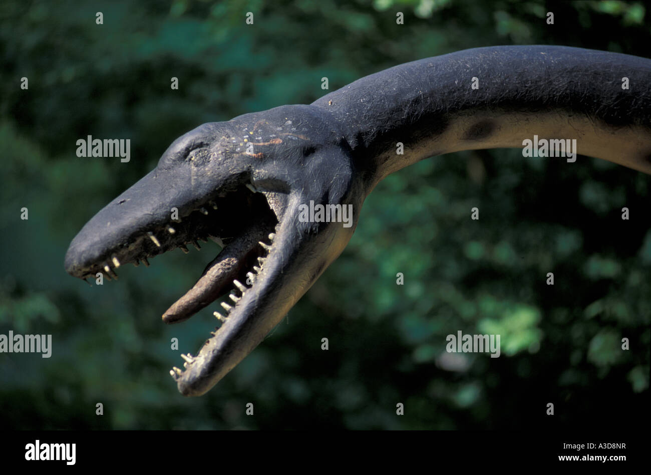 Fossil DINOSAUR Plesiosauro Stock Photo - Alamy