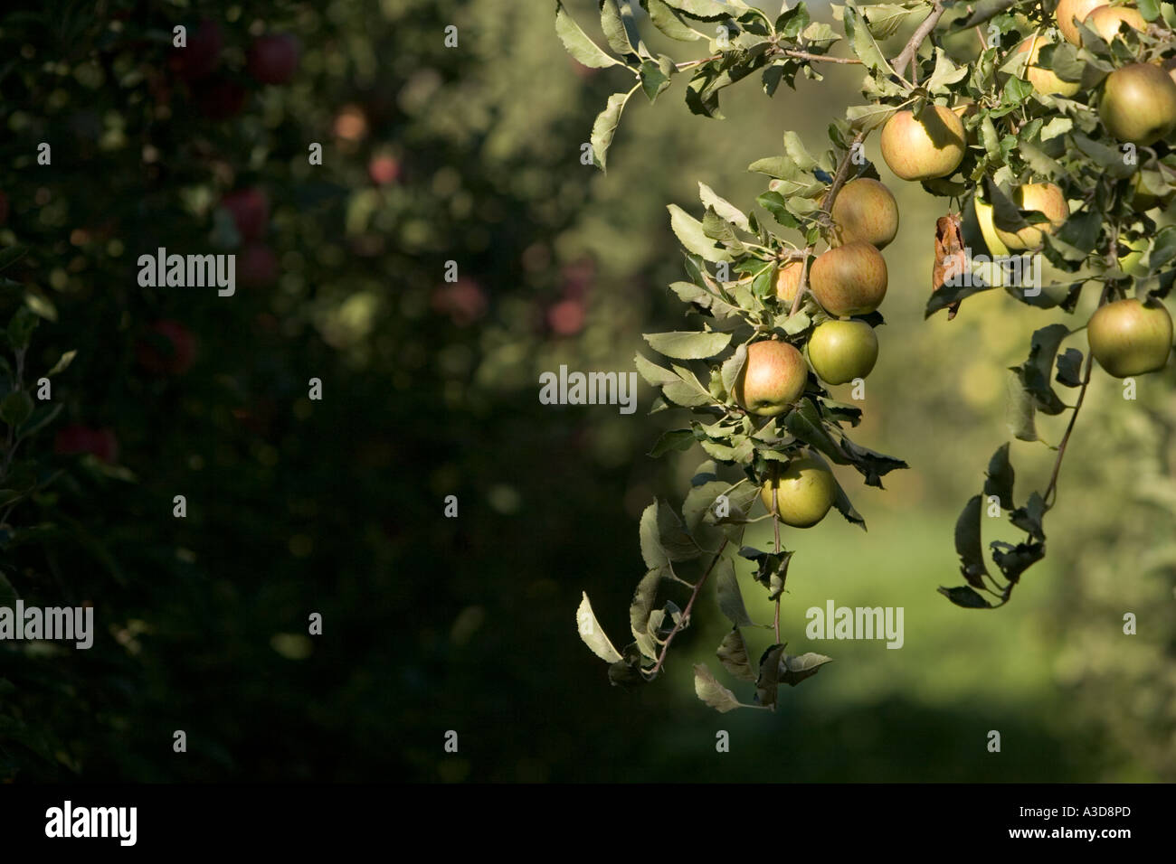 Branches of apple tree heavy with fruit ready to be picked, Val Venosta ...