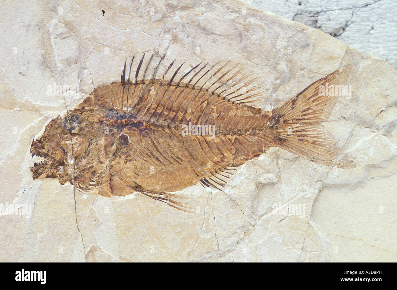 Fossil FOSSIL Fish Stock Photo - Alamy