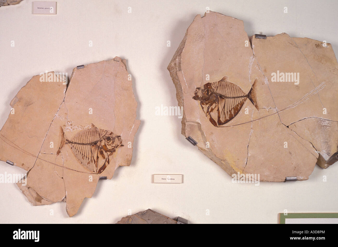 Fossil fossil hi-res stock photography and images - Alamy