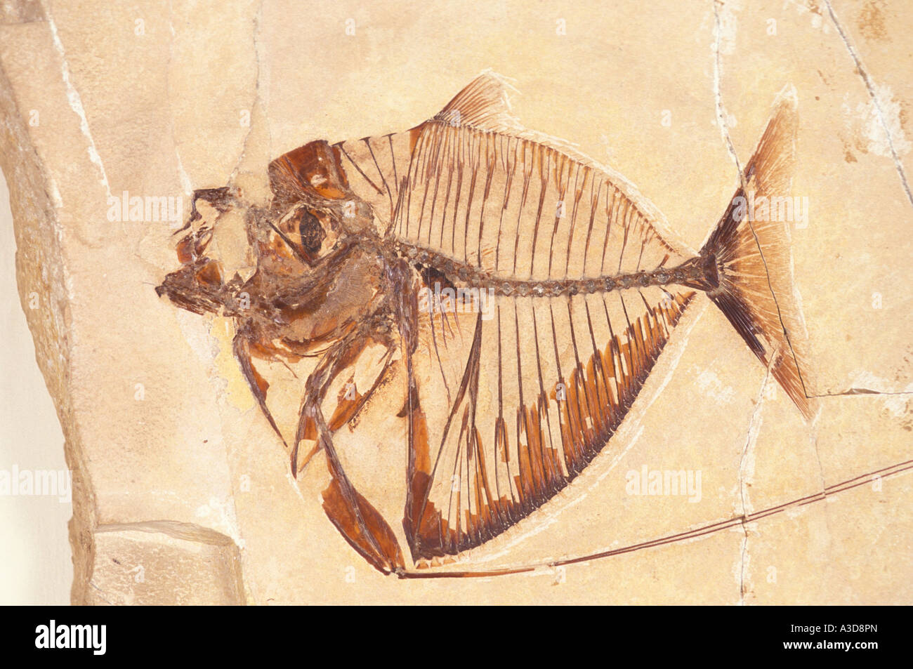 Fossil fossil hi-res stock photography and images - Alamy