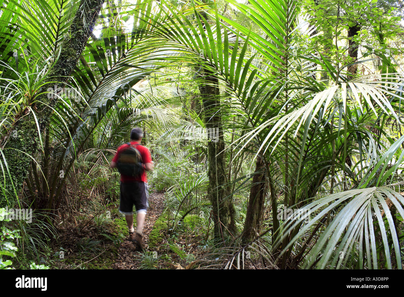 Tramper in tropical forest Stock Photo - Alamy