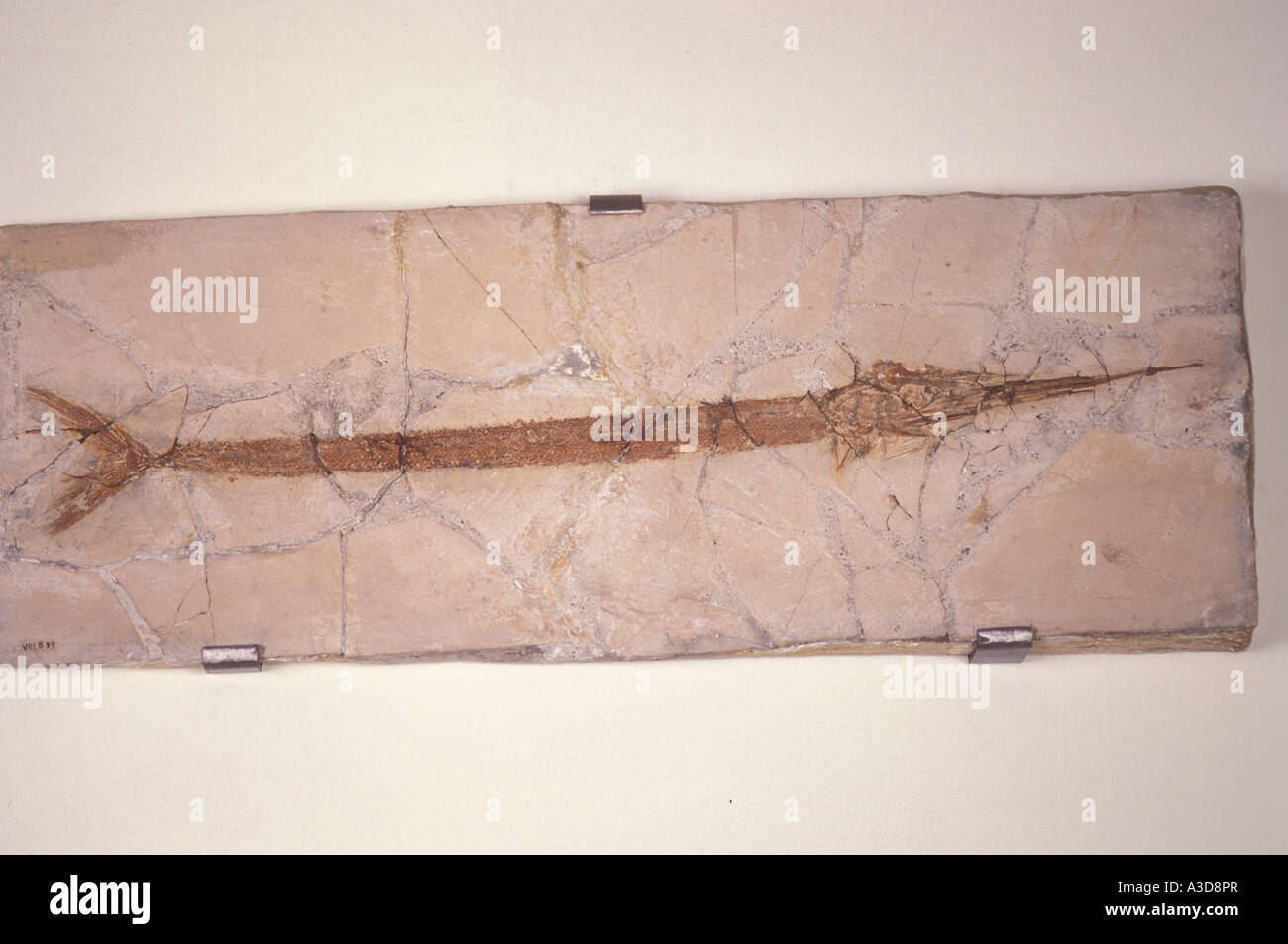 Horizontal fossil fish blochius longirostri venetia italy hi-res stock ...