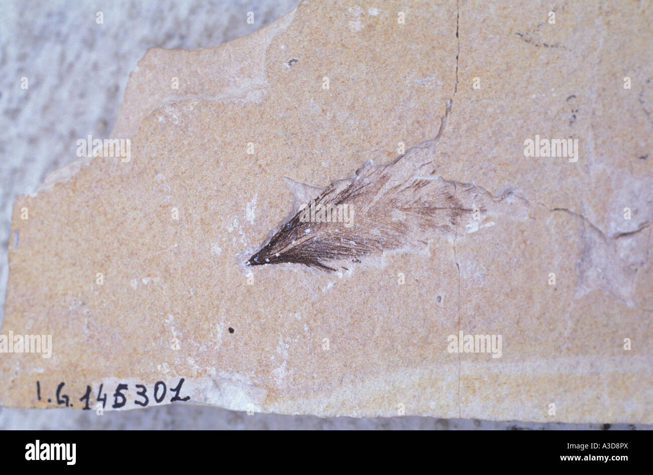 Fossil FOSSIL Feather Stock Photo - Alamy