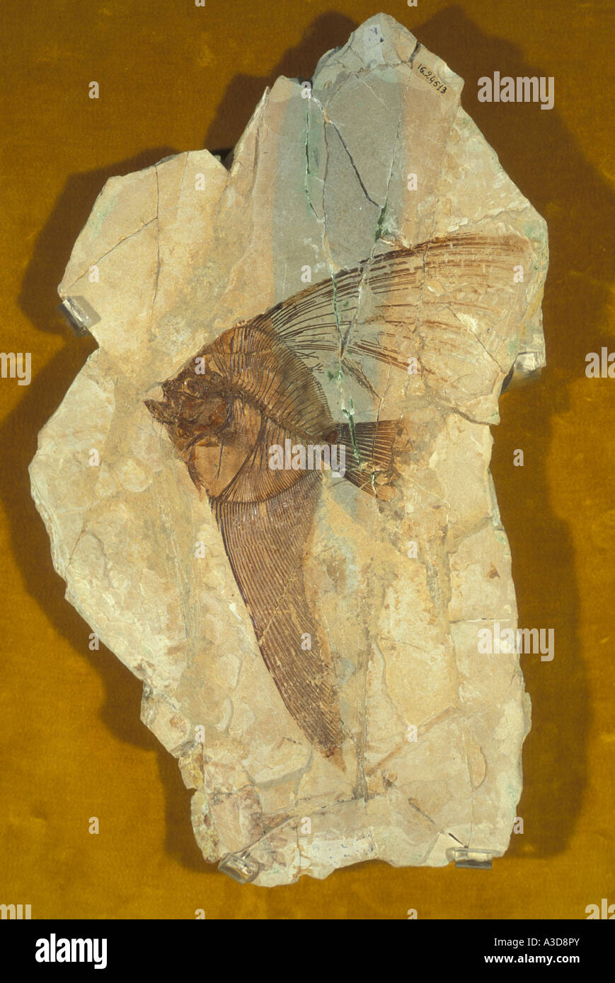 Fossil FOSSIL Angel Fish Stock Photo - Alamy
