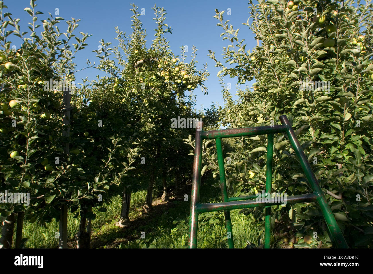 Ladder in front of apple trees with fruit ready to be picked, Val ...