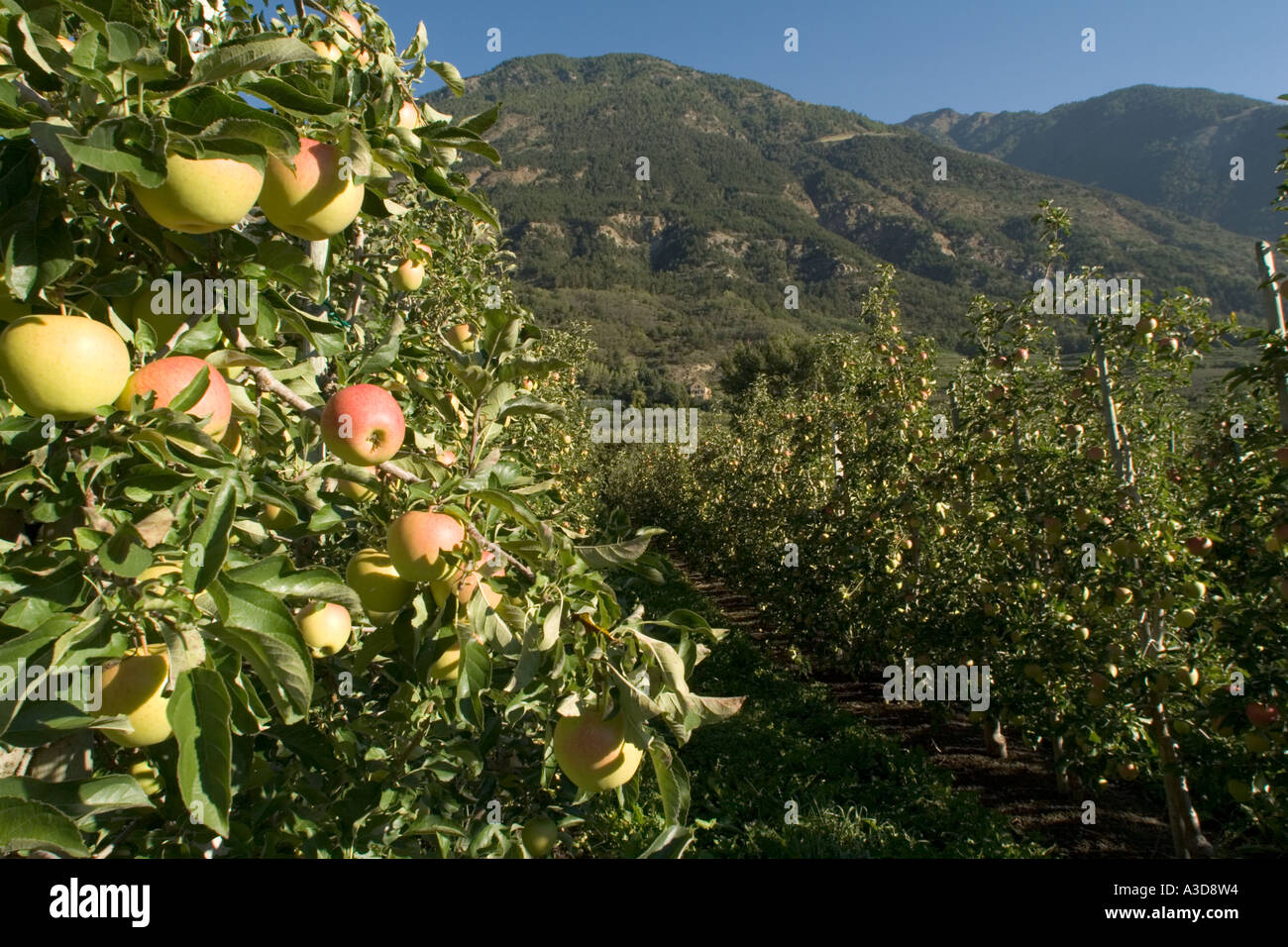 Apple trees with fruit ready to be picked, Val Venosta, Alto Adige ...