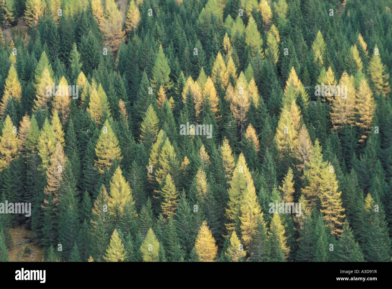 Europe ITALY Forest Stock Photo - Alamy