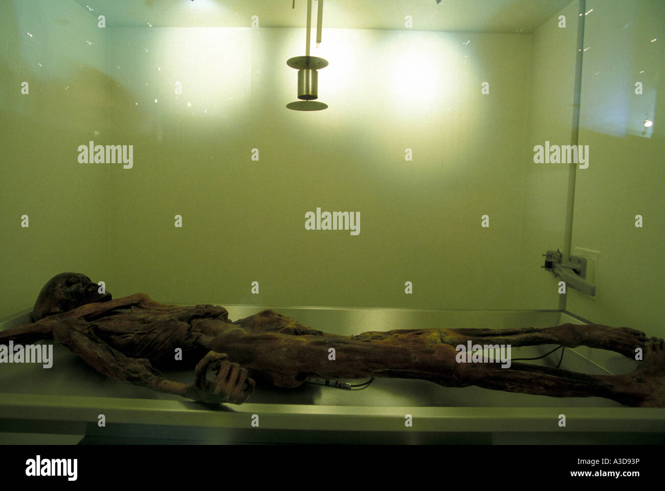 Anthropology mummy similaun hi-res stock photography and images - Alamy