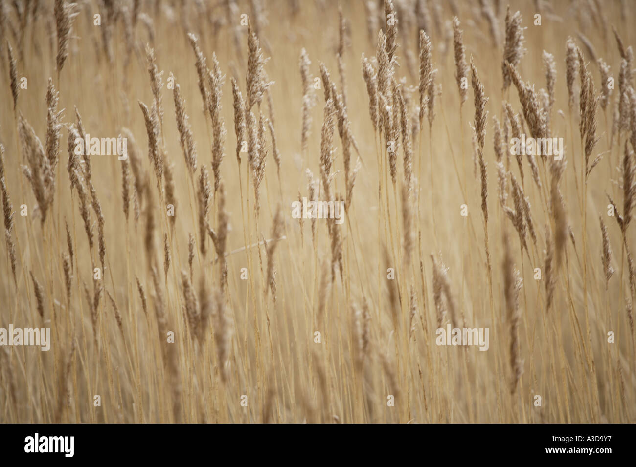 Scottish reserve bank hi-res stock photography and images - Alamy