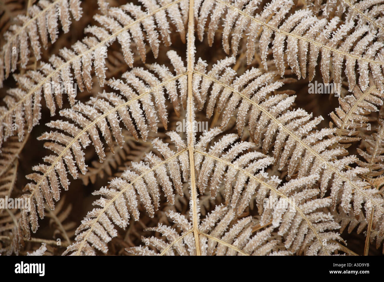 Texture of bracken fronds hi-res stock photography and images - Alamy