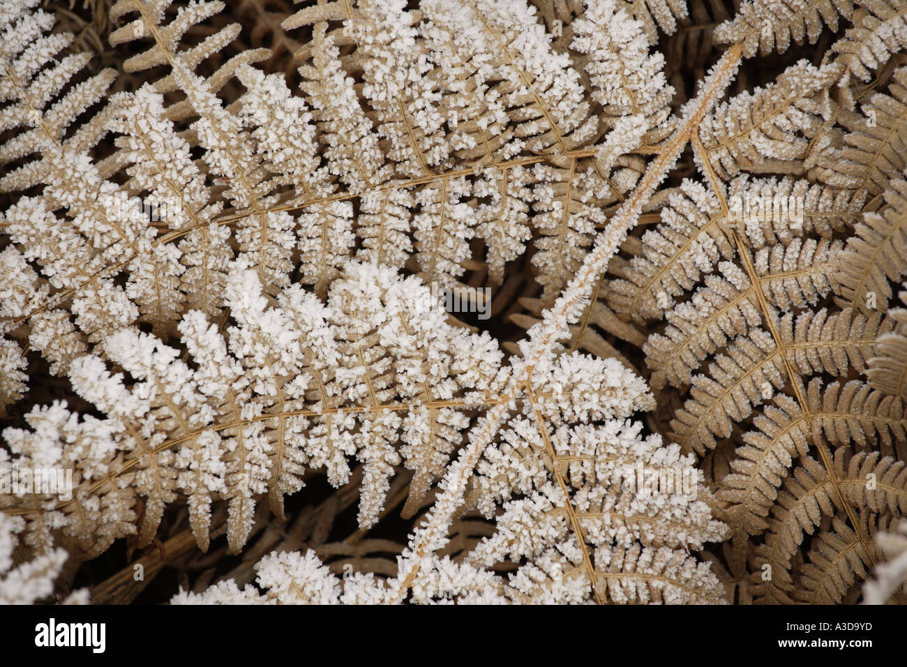 Cold winter frozen bracken fronds Stock Photo - Alamy