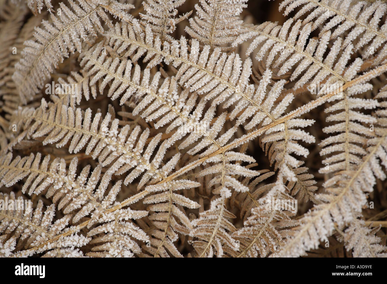 Cold winter frozen bracken fronds Stock Photo - Alamy