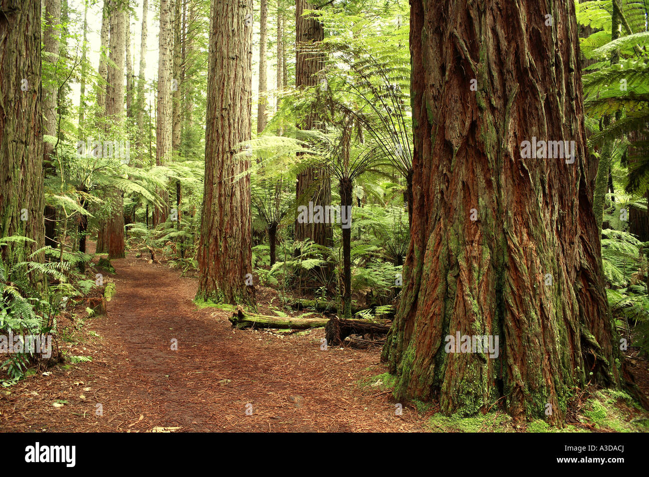 Giant redwood tree sequoia semperviren hi-res stock photography and ...