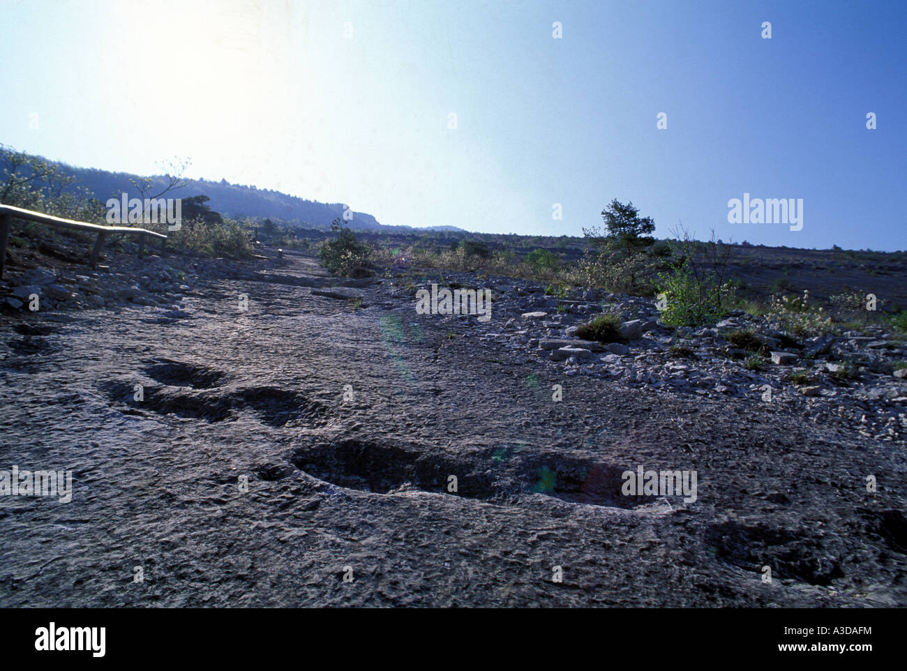 Horizontal fossil dinosaur tracks footprints in limestone hi-res stock ...