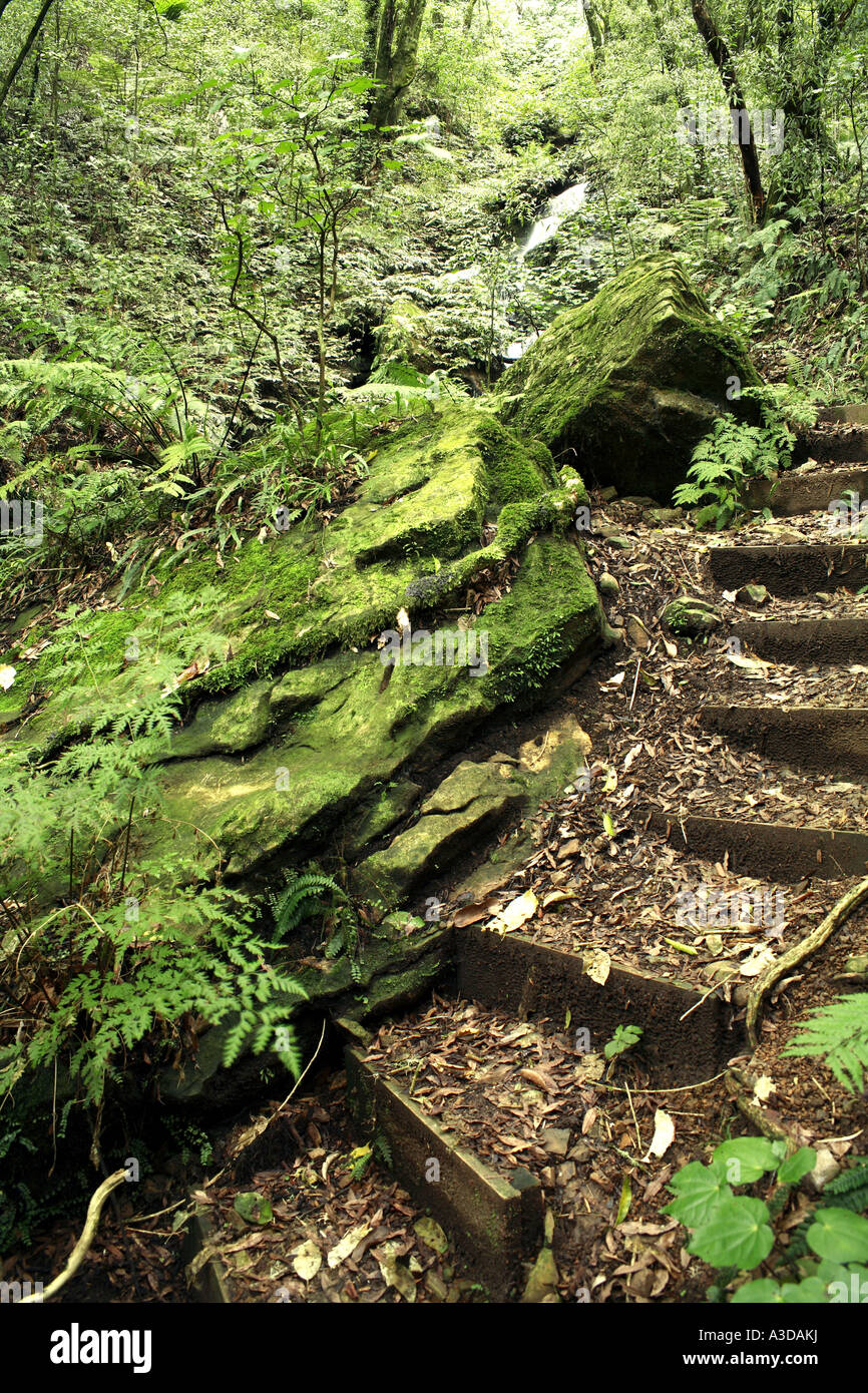 Steps in forest Stock Photo - Alamy