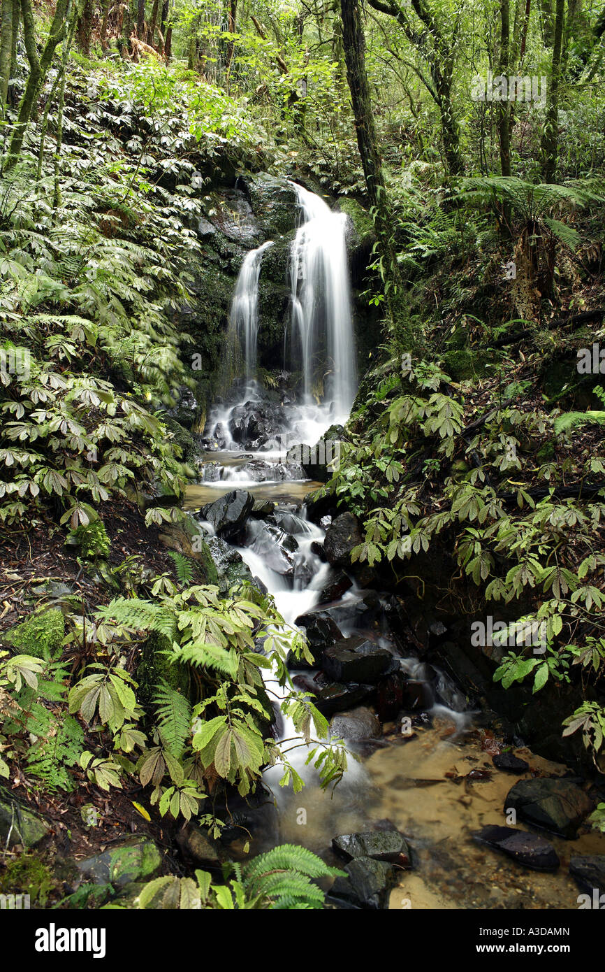 Waterfall in New Zealand forest Stock Photo - Alamy