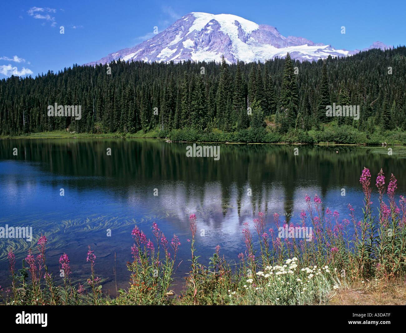MOUNT RAINIER and REFLECTION LAKE reflecting snow capped mountain ...