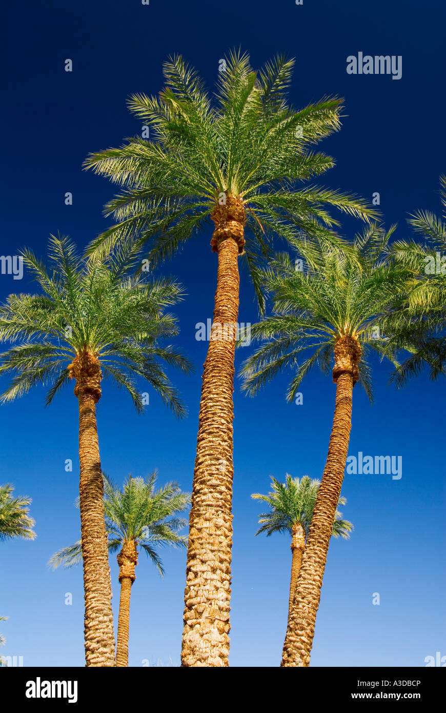 Date palm trees Palm Springs California Stock Photo - Alamy