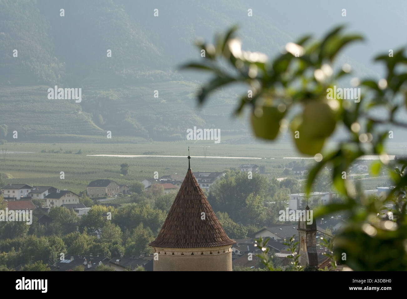 Golden Delicious apples on a branch in front of Coldrano Castle, South ...