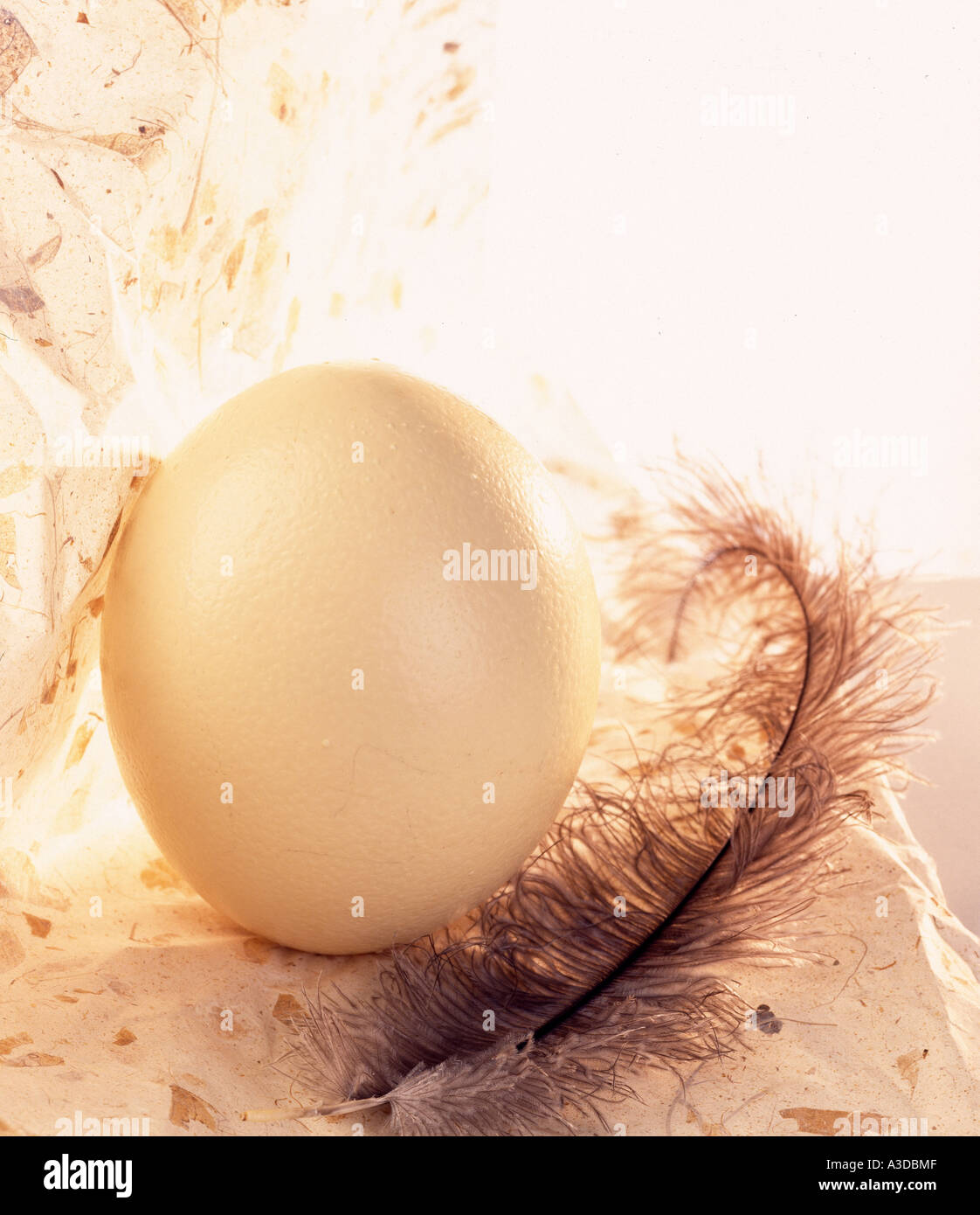 Ostrich egg on paper with black emu feather Stock Photo - Alamy