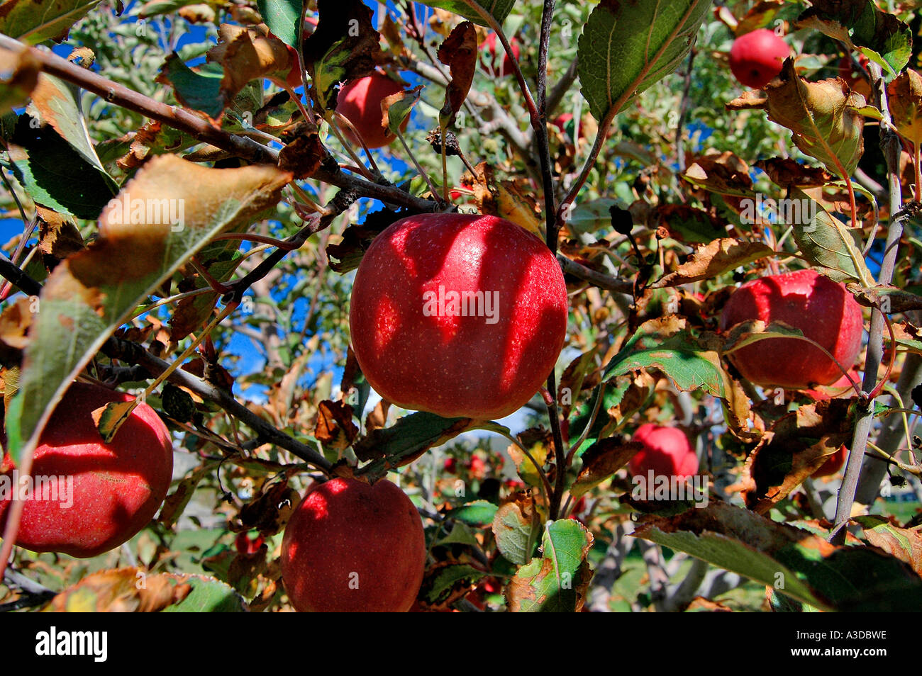 late autumn apples hanging on the apple tree many leaves are damaged ...
