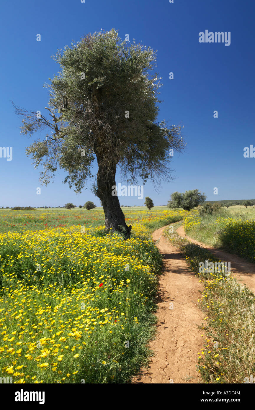 Tree at a track hi-res stock photography and images - Alamy