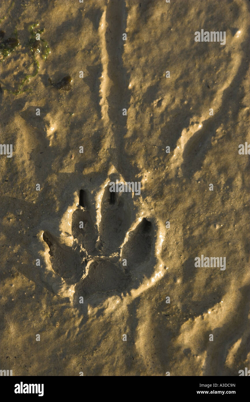 Abstract / concept - Dog paw print on a wet sandy beach Stock Photo - Alamy