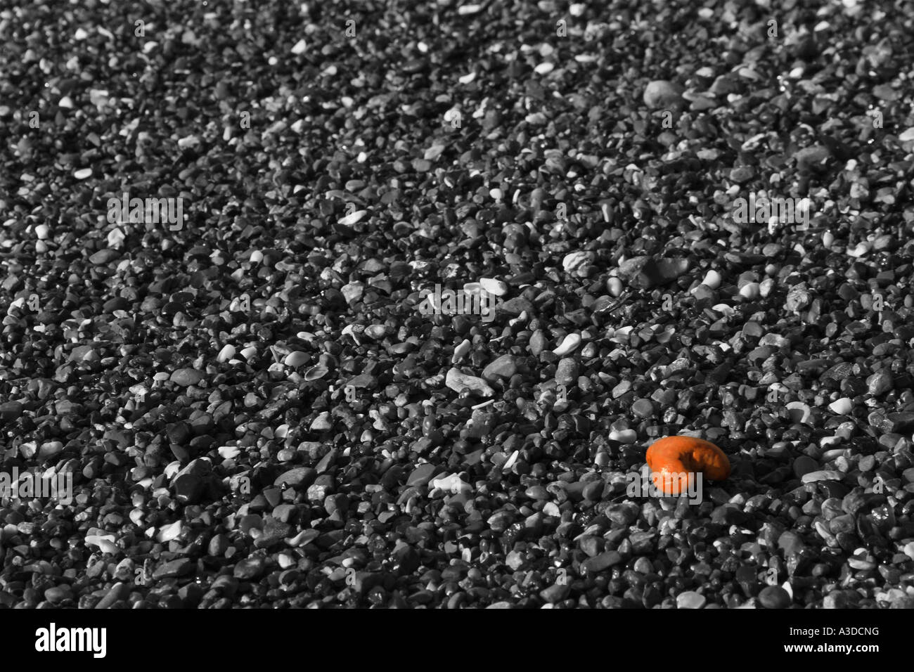 An orange pebble on a black and white beach Stock Photo - Alamy