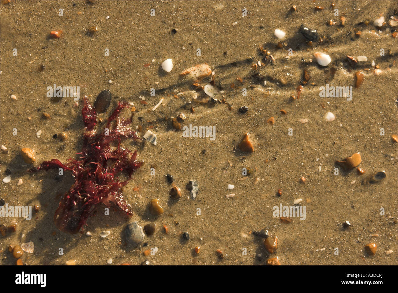 Abstract / concept - seaweed on sandy beach Stock Photo - Alamy