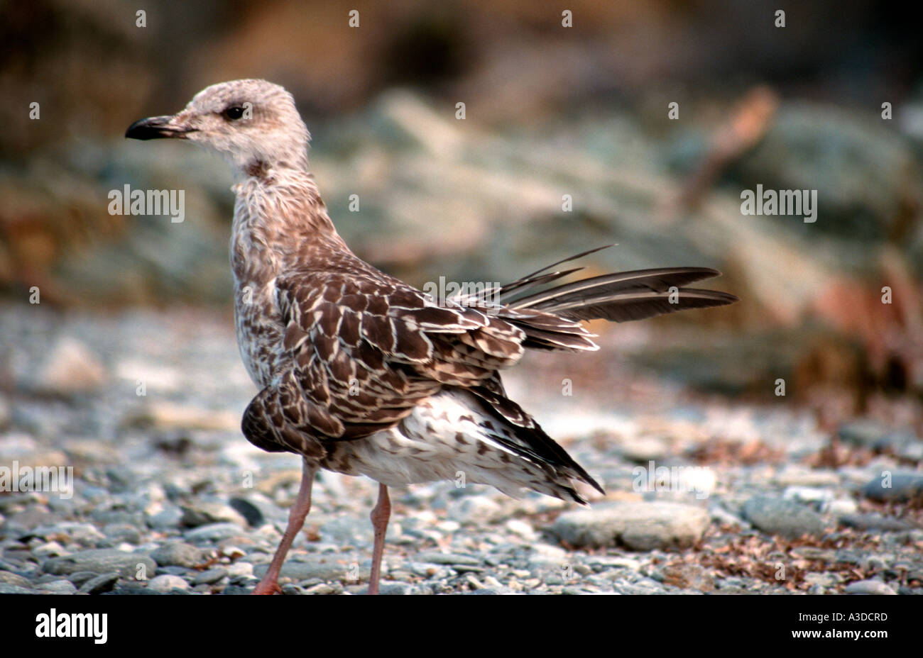 Bird with a broken wing Stock Photo - Alamy