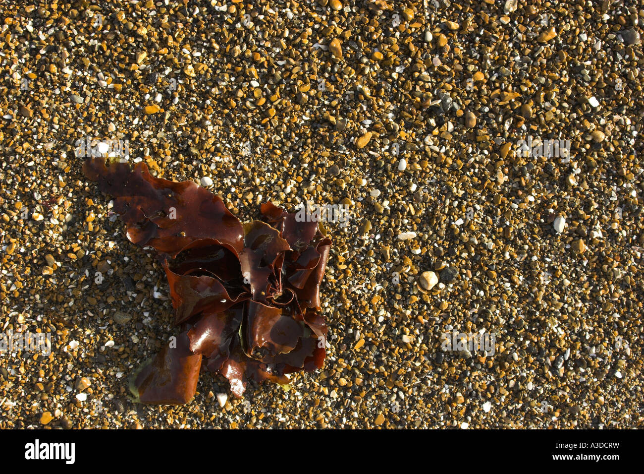 Concept - Seaweed on a shingle beach Stock Photo - Alamy