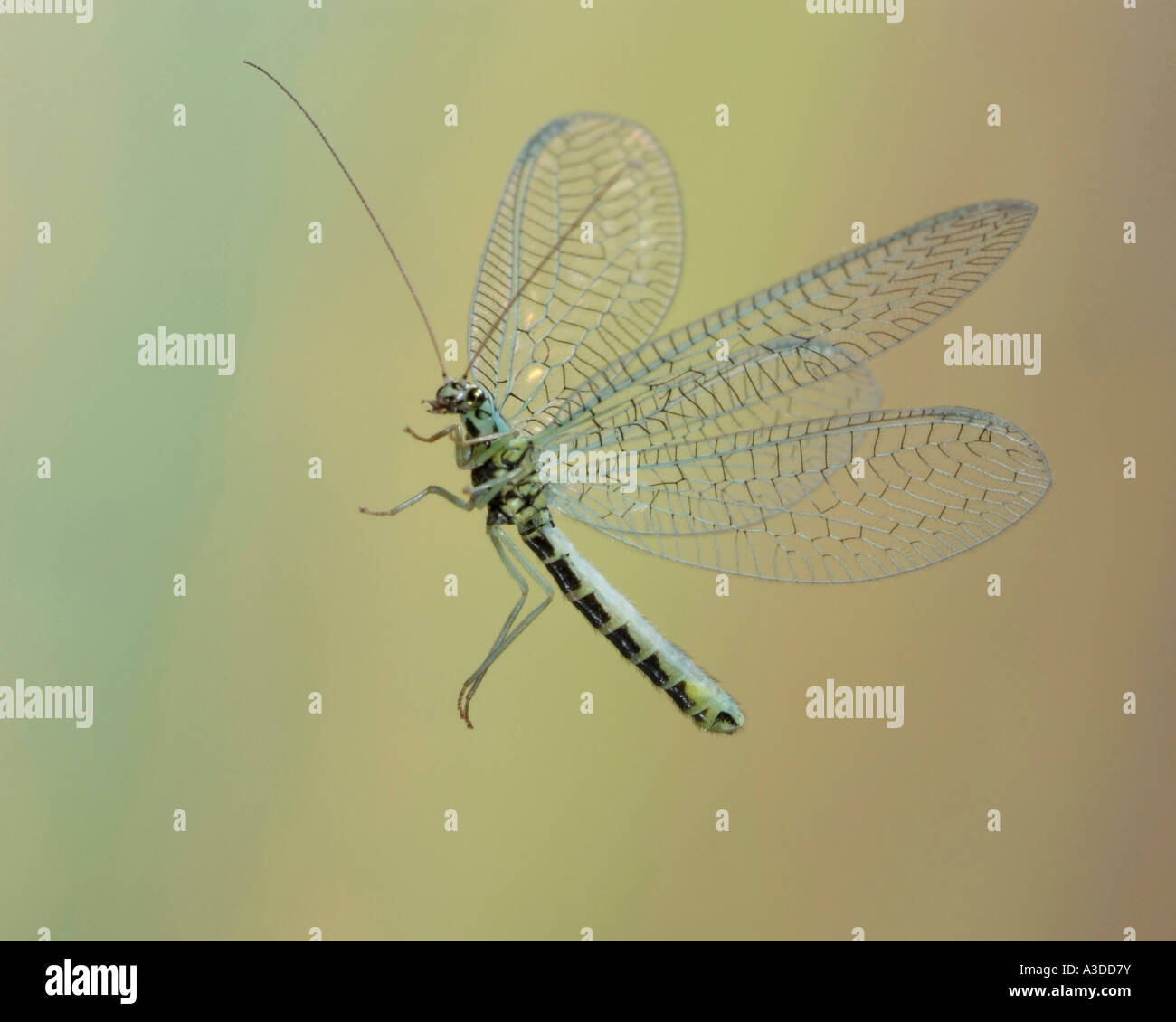 Neuroptera Chrysopa Perla High Resolution Stock Photography and Images ...